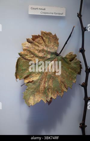 Example of grape leaves sickness or problems, Oidium genus of fungi in ...