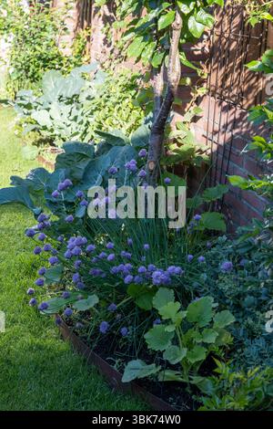 Botanical collection, violet blossom of edible, medicinal, ornamental ...