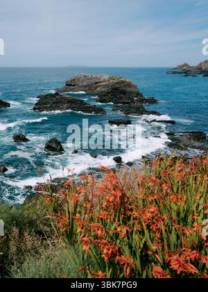 The dramatic summer coast of Hartland Quay North Devon coast England UK ...