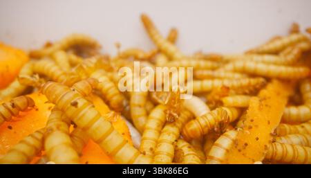 Maggots crawling on dead skull close up photo Stock Photo - Alamy