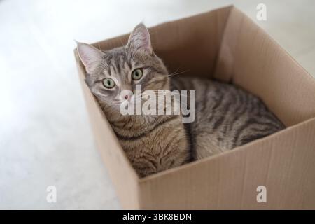 An adorable mackerel tabby cat relaxes inside a cardboard box at home ...