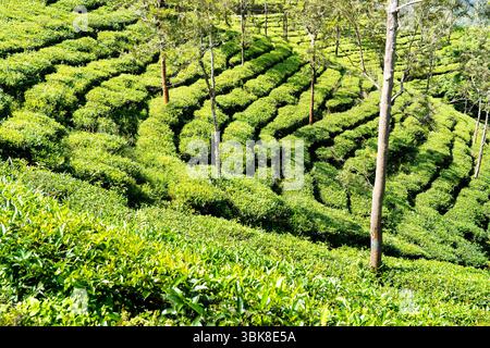 Devala Hutty Tea plantation in Tamil Nadu, India Stock Photo - Alamy
