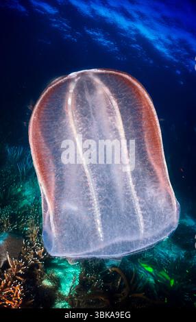 Ctenophore (Beroe cucumis) a Comb Jelly, Arctic Ocean Stock Photo - Alamy
