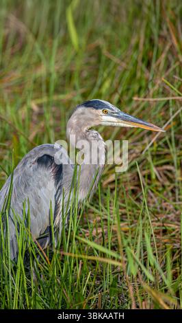 Great blue heron wading in shallow water while searching for prey on a ...