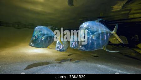 The lookdown or Selene vomer is a species of game fish. Shiny ...
