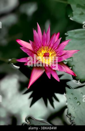 Purple water lily hybrid (Nymphaea x Director George T. Moore) in ...