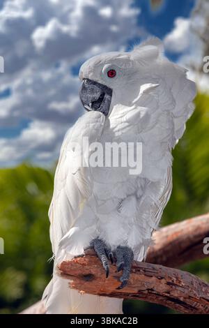 White Cockatoo (Cacatua alba Stock Photo - Alamy
