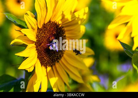 Bee collects nectar from a sunflower flower on orange blurred ...