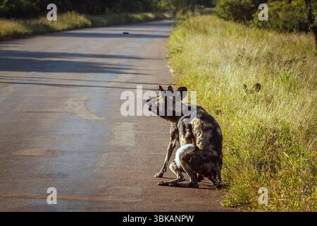 dog mating on the road Stock Photo - Alamy