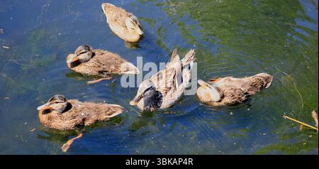 Mother mallard duck and four almost full grown juvenile ducklings ...