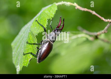 male stag beetle in a woodland Stock Photo - Alamy