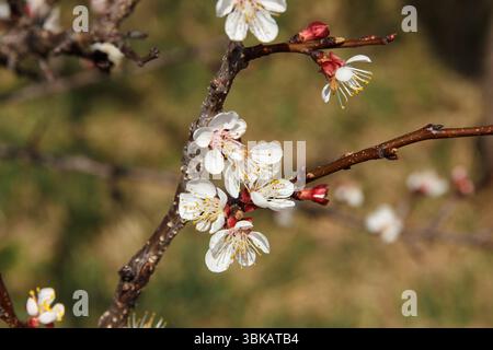 Spring concept apricot flower with blurred background Stock Photo - Alamy