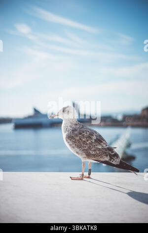 Seagull perches with quiet poise on Oslo waterfront, cruise ship and ...