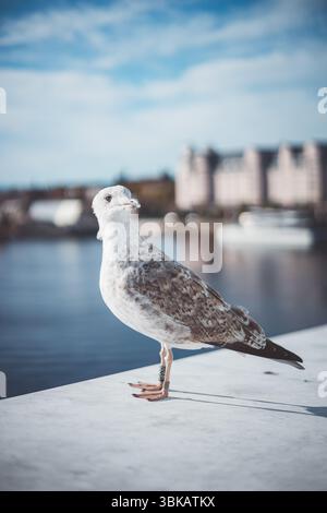Seagull perches with quiet poise on Oslo waterfront, cruise ship and ...