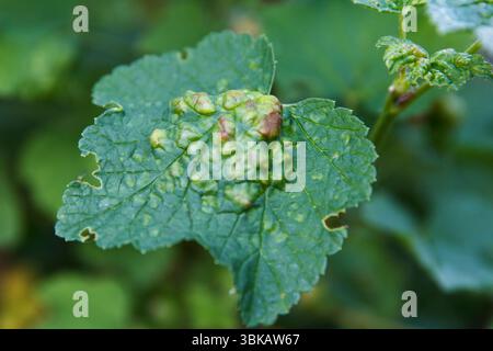 Leaf of red currant bush infected with pests - gallic aphid ...