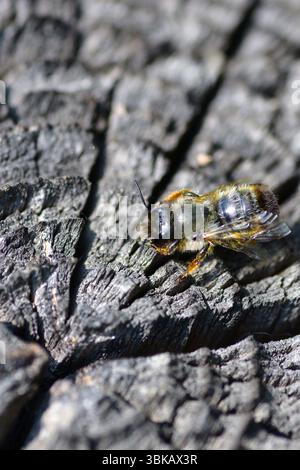 bee or honeybee in Latin Apis Mellifera, european or western honey bee ...