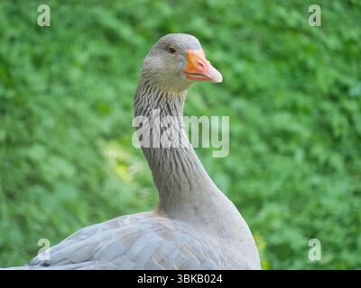 Portrait of a gray goose close up Stock Photo - Alamy