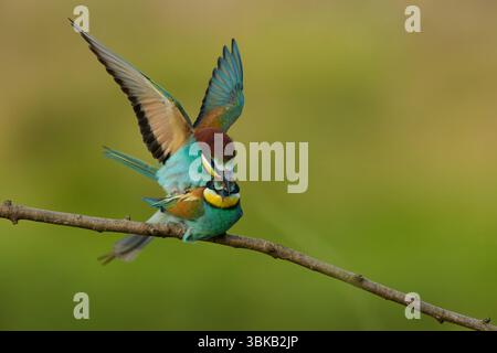 A close-up shot of a pair of Merops sitting on a tree branch Stock ...