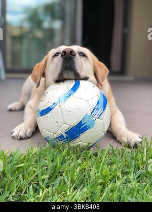Relaxed labrador dog with soccer ball in the garden Stock Photo - Alamy