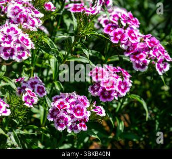 Bright Sweet William flowers Dianthus barbatus flowering in a garden ...