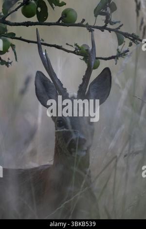 Roebuck in a vineyard, Wittlich, Rhineland-Palatinate, Germany, Europe ...