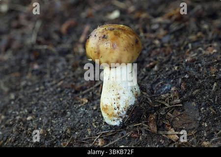 Boletus edulis. Boletus in the forest. A family of porcini mushrooms in ...