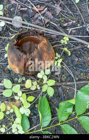 Rotting coconut stump Stock Photo - Alamy