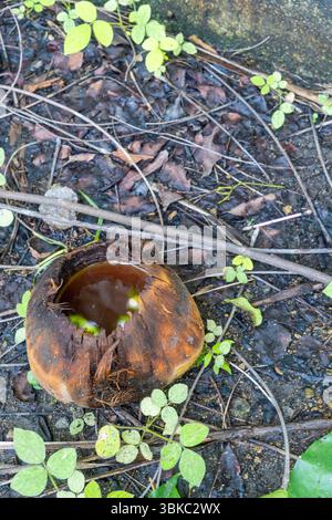 Rotting coconut stump Stock Photo - Alamy