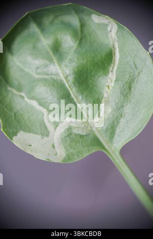 Plant leaf damage caused by leaf miners Stock Photo - Alamy