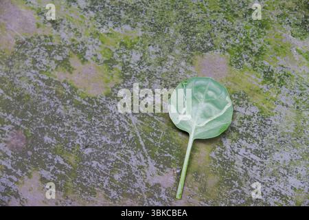 Plant leaf damage caused by leaf miners Stock Photo - Alamy