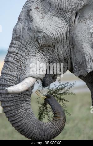 Majestic elephant animal eating green leaf food near tall tree in ...