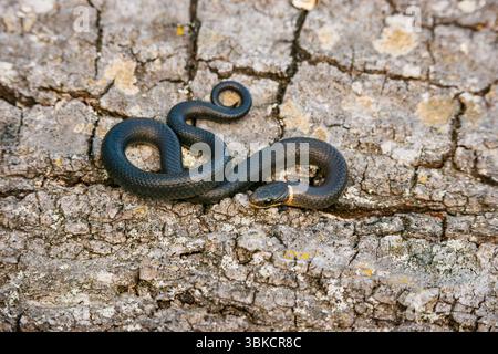 A small ring-necked snake showcasing its colorful ringed neck Stock ...