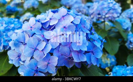 Hydrangeas are the typical flowers of the Azores Islands Stock Photo ...