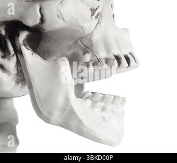 Human skull with open jaw isolated on white background with clipping ...