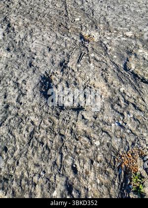Natural monument of fossil dinosaur footprints in Portugal. Pedagogical ...