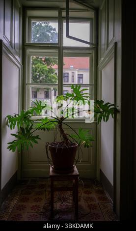 Green tropical plant near light wall Stock Photo - Alamy