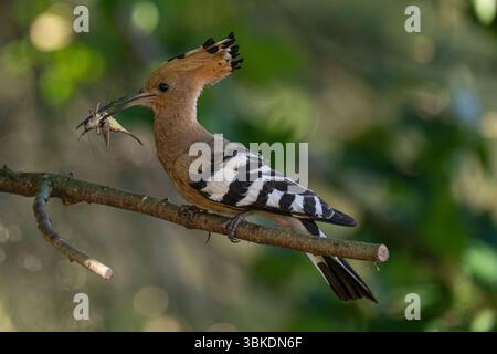 Ein Wiedehopf Upupa epops mit einem Insekt im Schnabel für die ...
