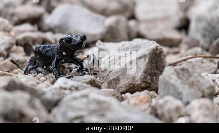 Lanza's Alpine Salamander (Salamandra lanzai) Amphibia Stock Photo - Alamy