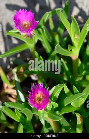 Magenta spring flowers and succulent green foliage of Sea Fig ...