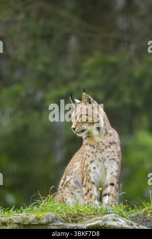 Eurasian lynx (Lynx lynx) on a meadow, Austria, Europe Stock Photo - Alamy