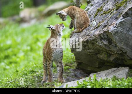 Eurasian lynx (Lynx lynx) mother with her youngster, Austria, Europe ...