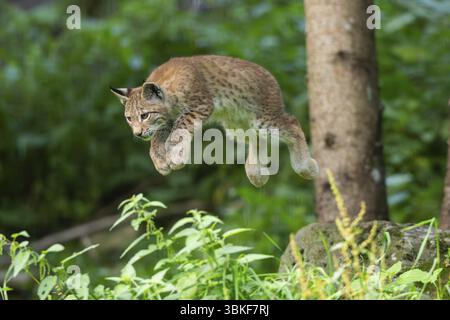 Eurasian lynx (Lynx lynx) youngster jumping in the air, hunting ...