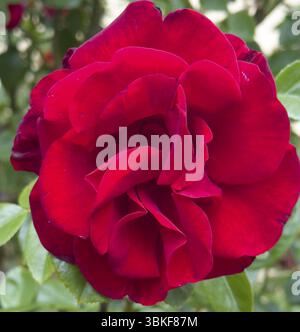 Red rose, hybrid rose (Rosa hybrida Stock Photo - Alamy