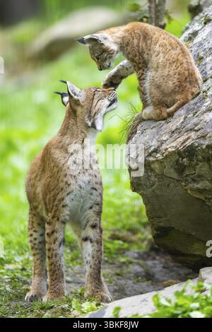 Eurasian lynx (Lynx lynx) mother with her youngster, Austria, Europe ...