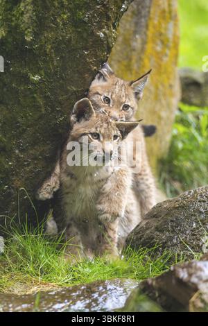 Eurasian lynx (Lynx lynx) youngsters playing with each other, Austria ...