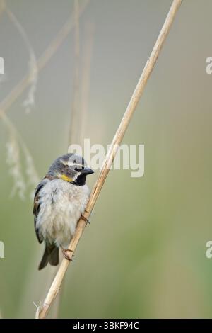Moab Sparrow, Passer moabiticus, animals, birds, songbird, sparrow ...
