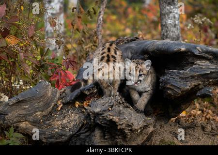 Cougar Kittens (Puma concolor) Crawl Across Forest Floor Autumn ...