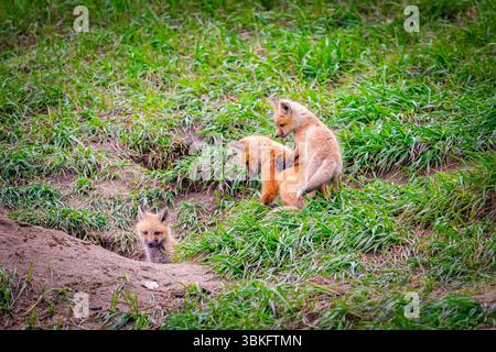 Baby Fox Kits playing outside of their den in the summertime Stock ...