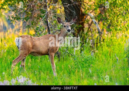 Wild Mule Deer in prarie farmland in Southern Alberta Canada Stock ...