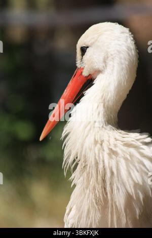 Stork Emu Turtle birdlife wildlife Turkiye Turkey Stock Photo - Alamy
